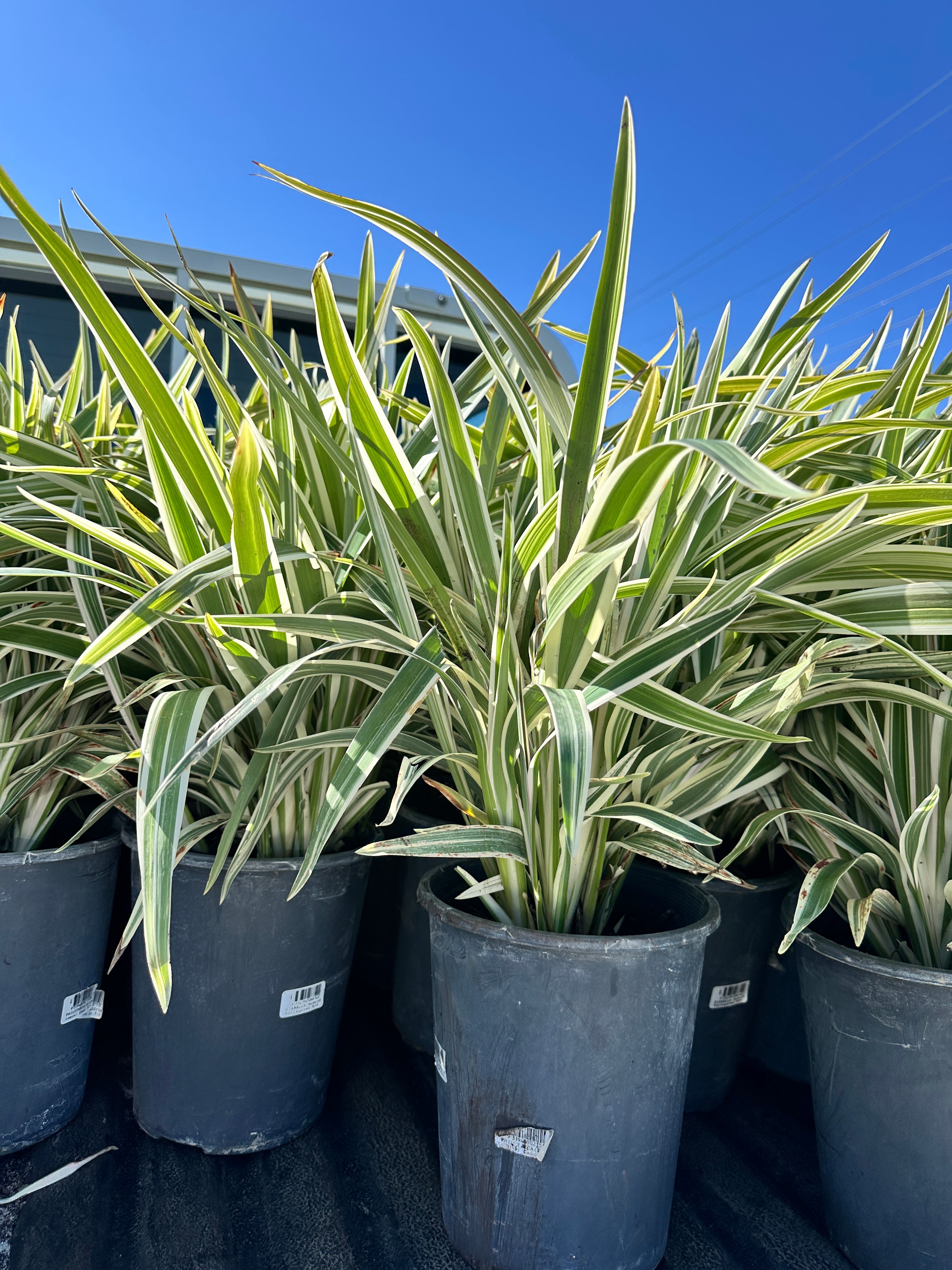 Dianella – NAC Gardens
